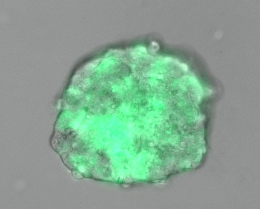 A photo of 3D cells – PHChen Laboratory